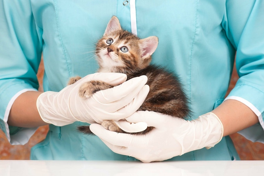 Le chat : les maladies courantes